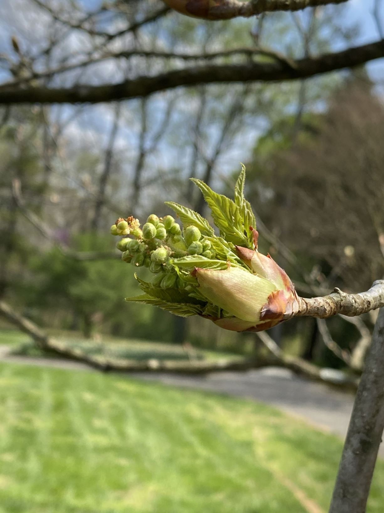 Aesculus flava - sweet buckeye, yellow buckeye | Lewis Ginter Botanical ...