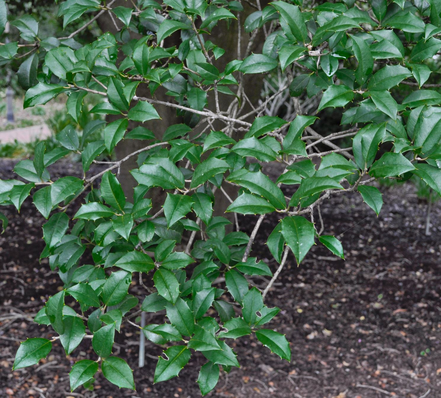 Ilex opaca - American holly | Lewis Ginter Botanical Garden - Richmond ...
