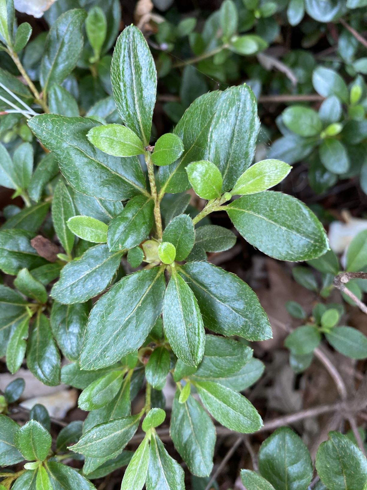 Rhododendron 'Dorothy Hayden' - robin hill hybrid azalea | Lewis Ginter ...