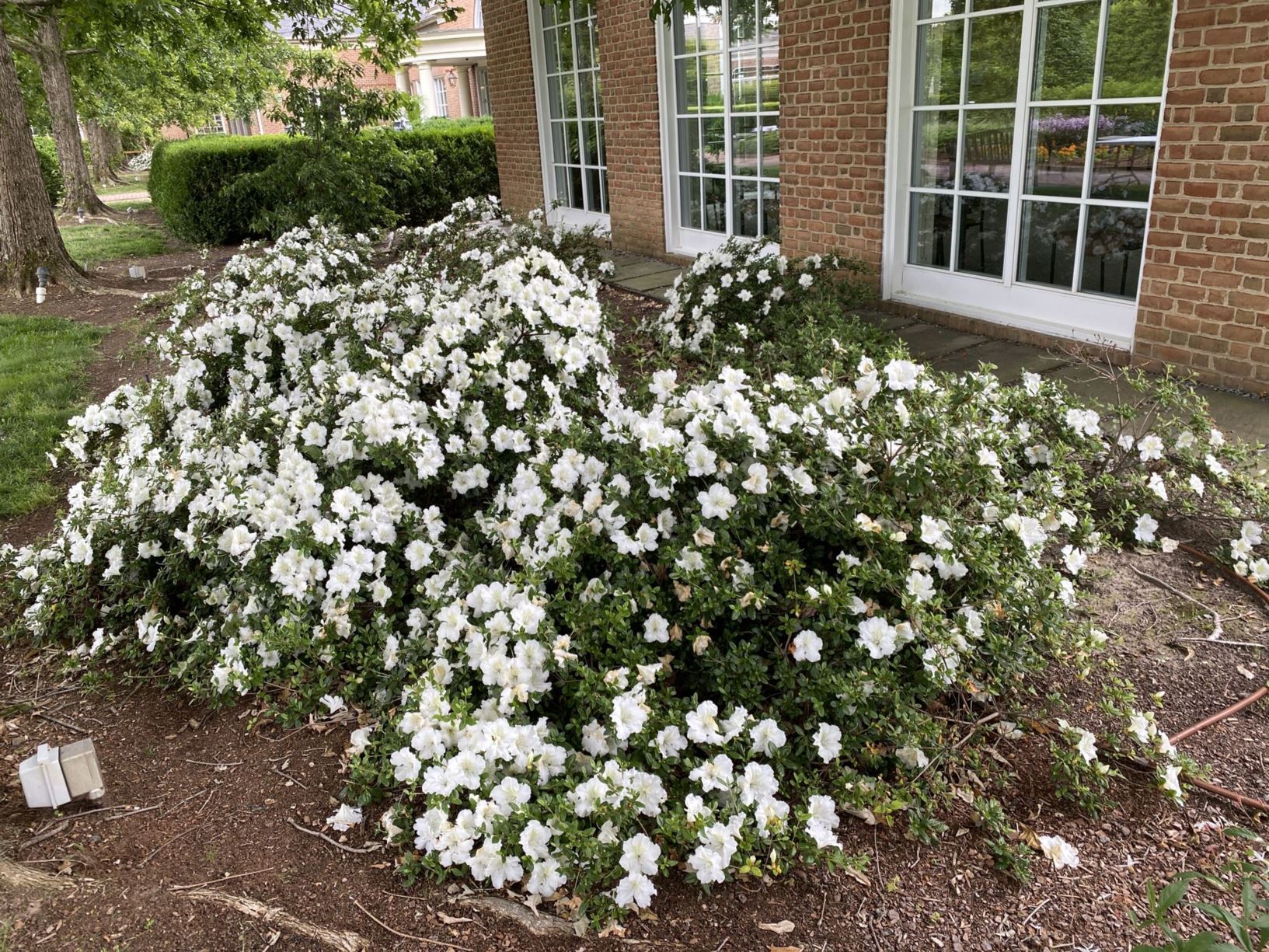 Rhododendron 'Dorothy Hayden' - robin hill hybrid azalea | Lewis Ginter ...