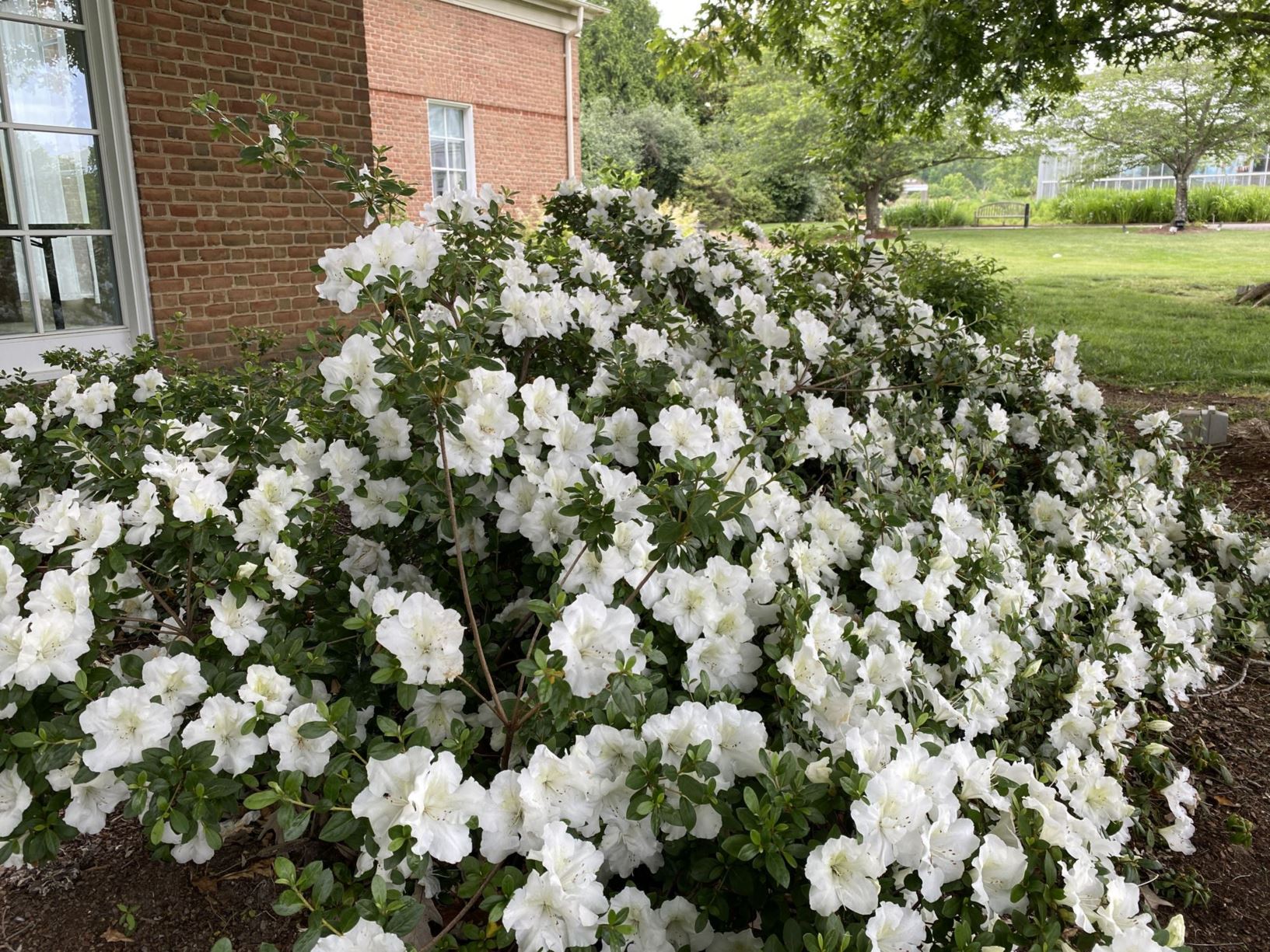 Rhododendron 'Dorothy Hayden' - robin hill hybrid azalea | Lewis Ginter ...