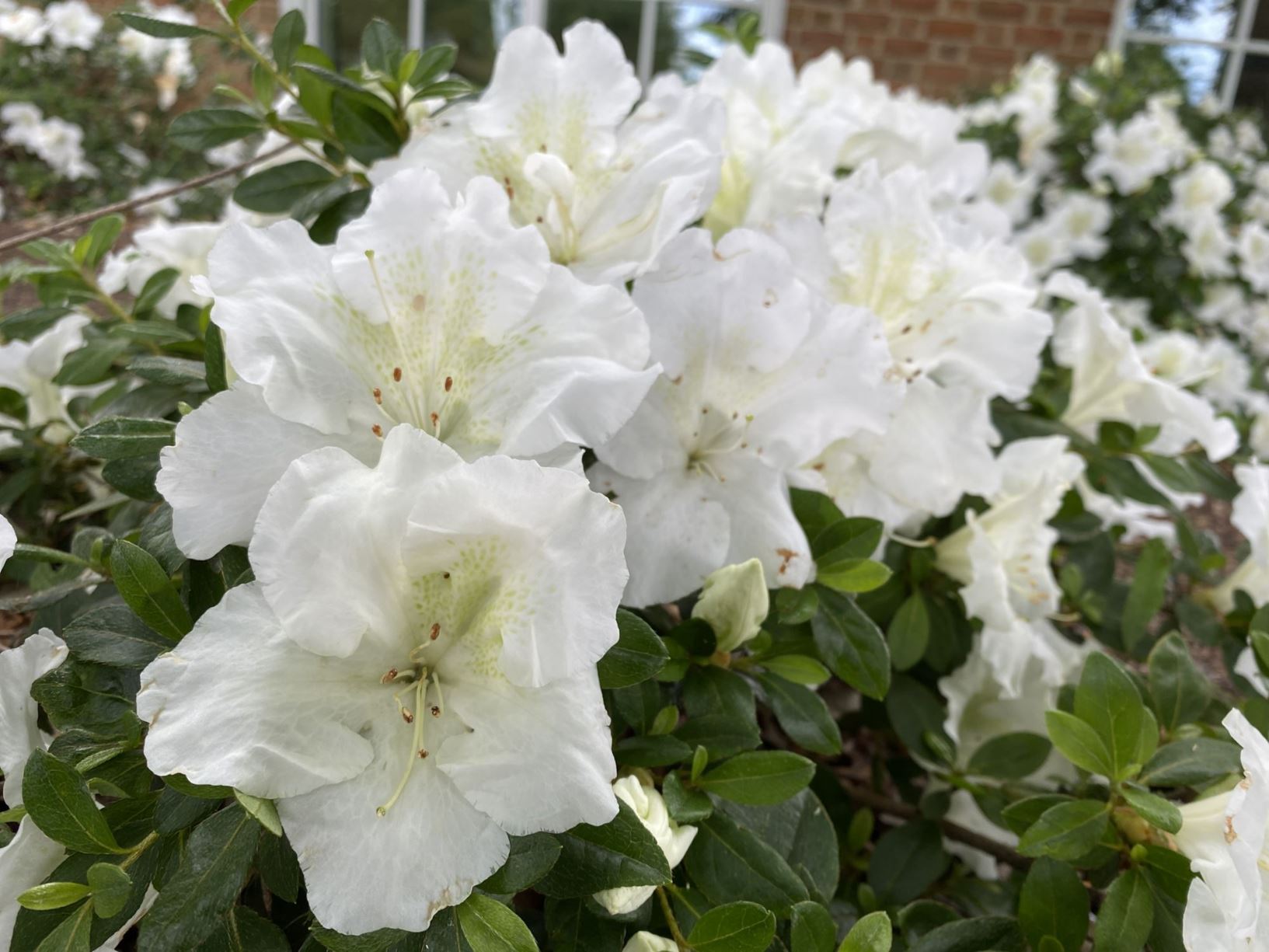 Rhododendron 'Dorothy Hayden' - robin hill hybrid azalea | Lewis Ginter ...