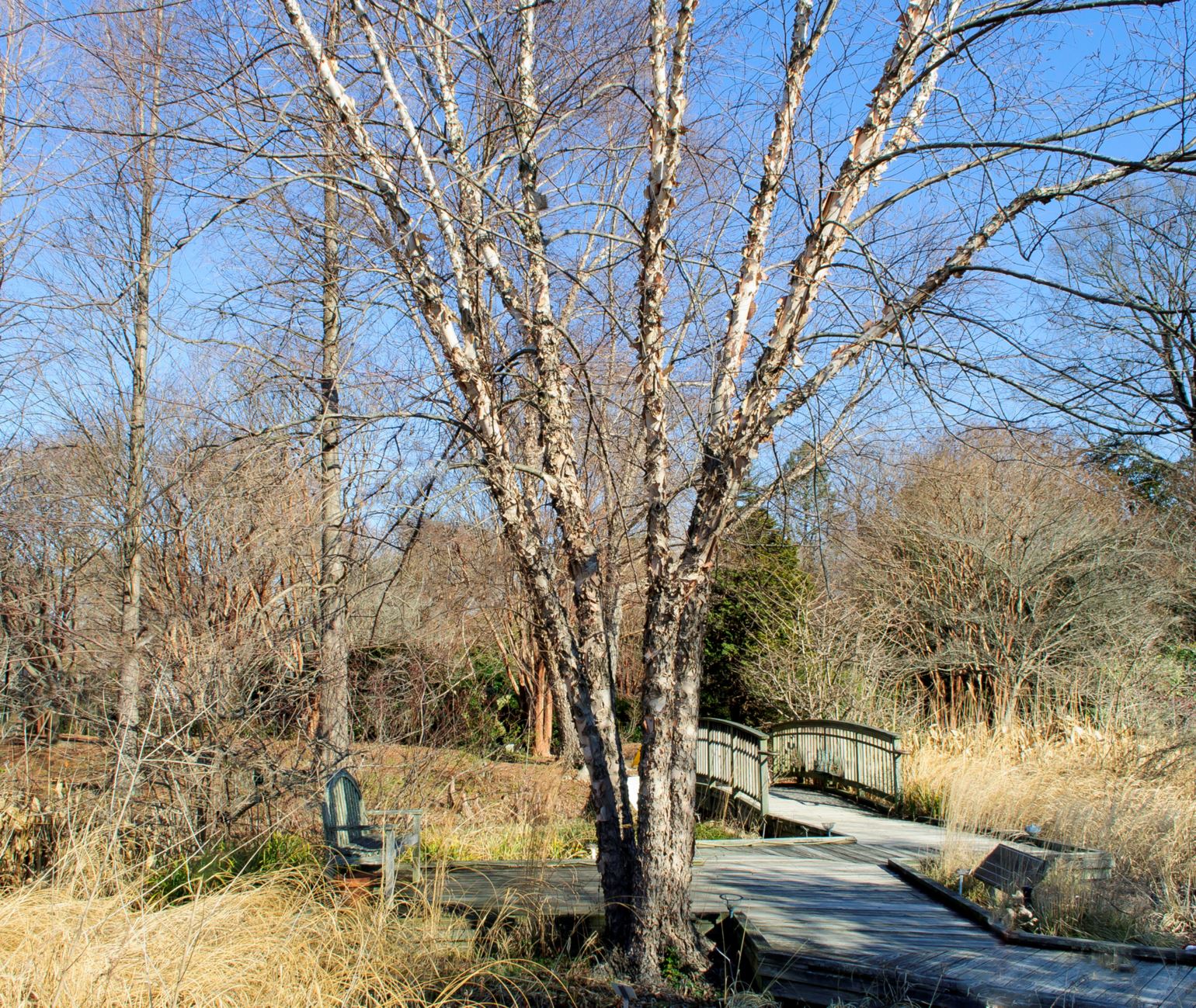 Betula nigra 'Cully' Heritage™ - river birch | Lewis Ginter Botanical ...
