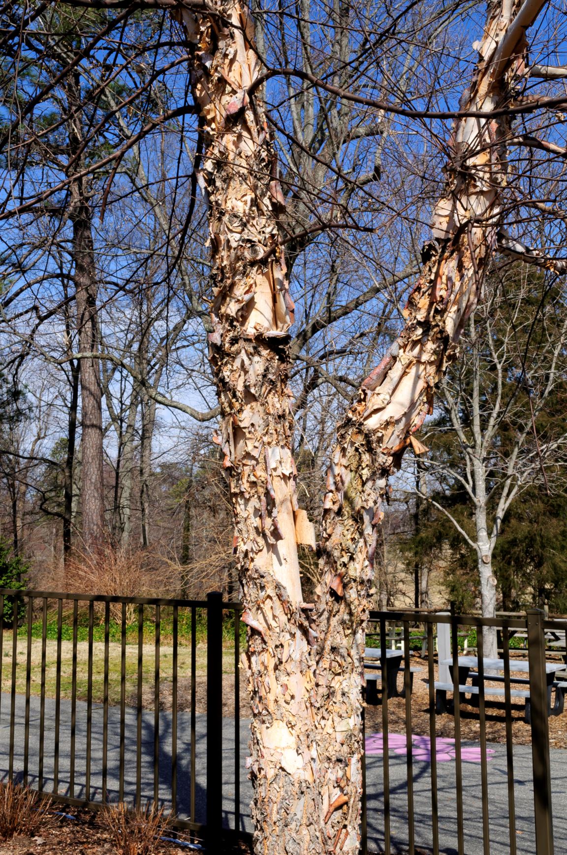 Betula nigra 'Cully' Heritage™ - river birch | Lewis Ginter Botanical ...