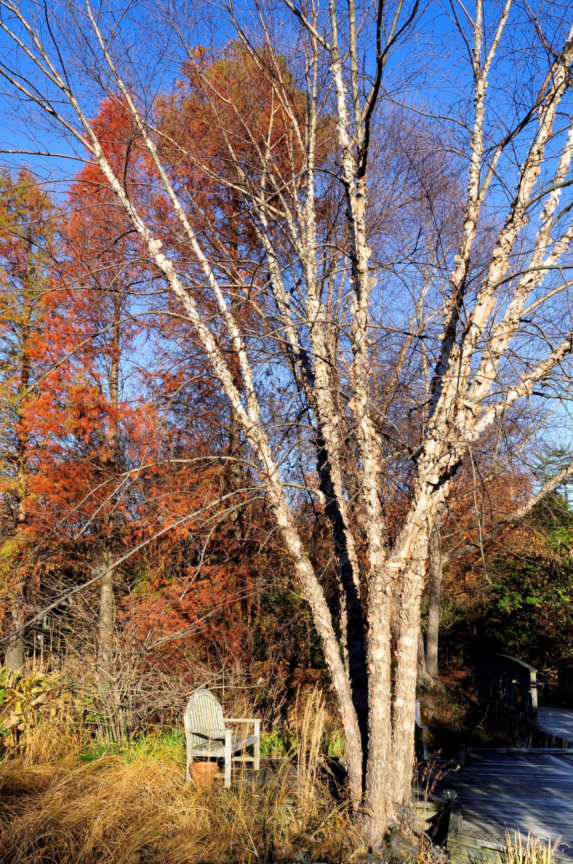 Betula nigra 'Cully' Heritage™ - river birch | Lewis Ginter Botanical ...