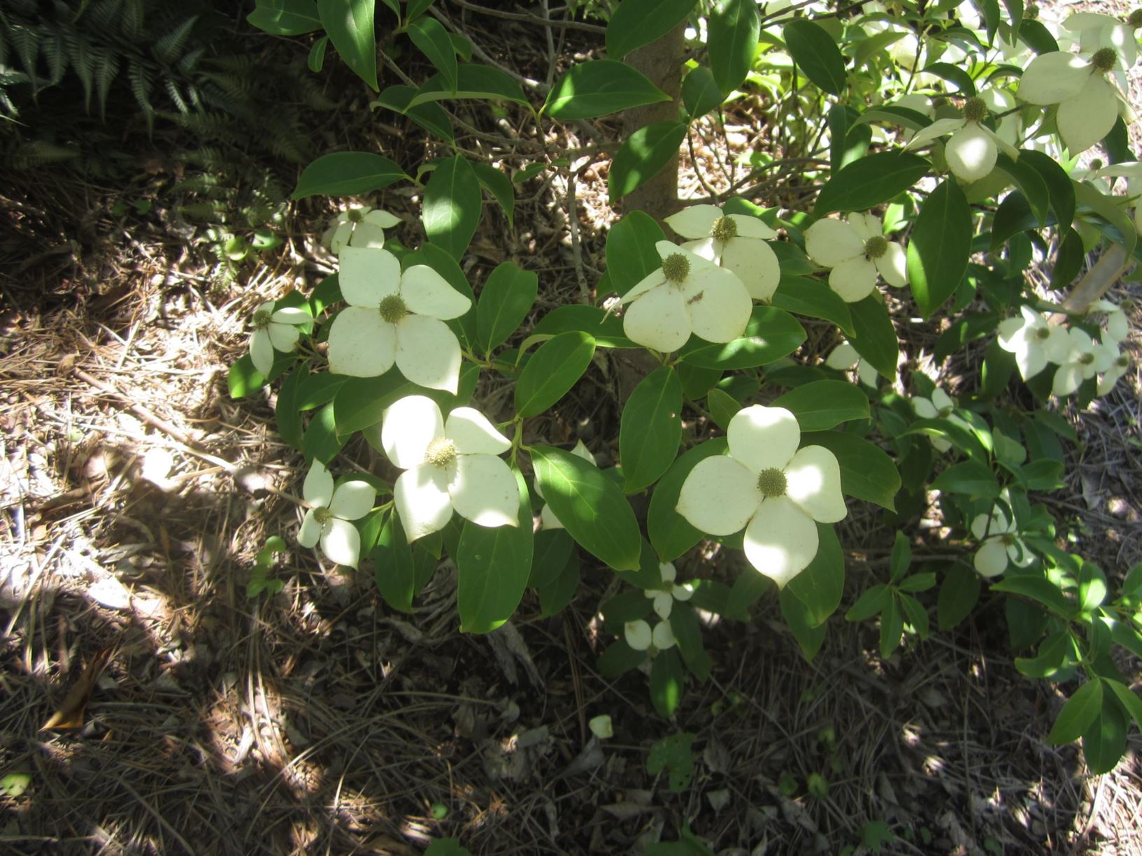 Cornus angustata 'Elsbry' Empress of China ® - Chinese Evergreen ...