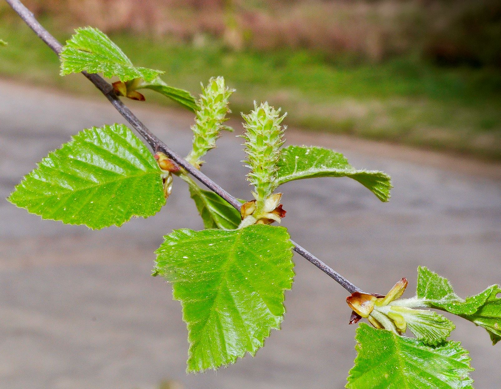 Betula nigra 'Cully' Heritage™ - river birch | Lewis Ginter Botanical ...