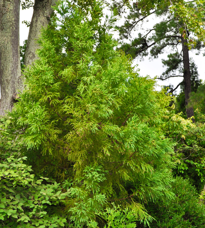 Cryptomeria japonica 'Sekkan Sugi' - Japanese Cedar | Lewis Ginter ...