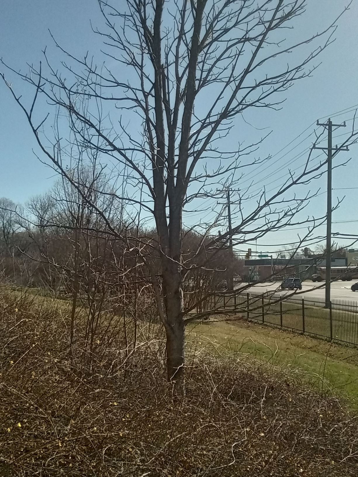Aesculus flava - sweet buckeye, yellow buckeye | Lewis Ginter Botanical ...