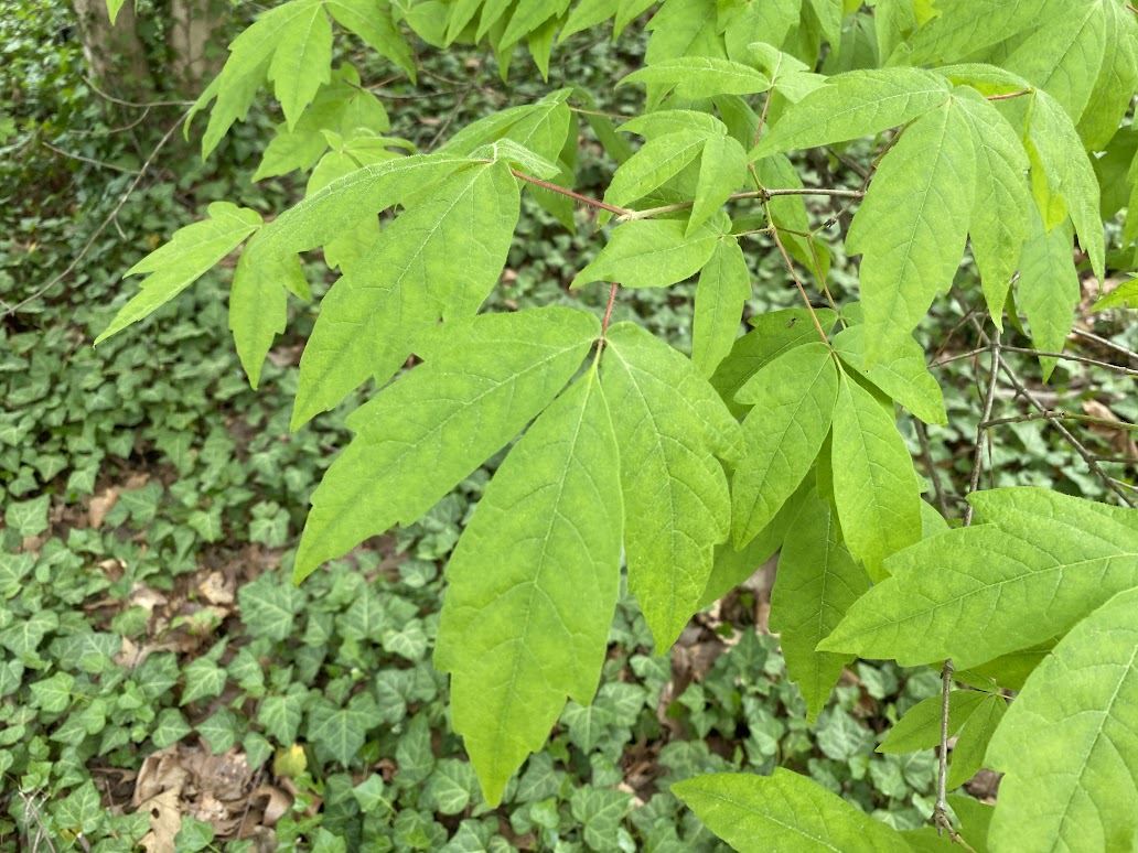 Acer triflorum - three-flowered maple | Lewis Ginter Botanical Garden ...