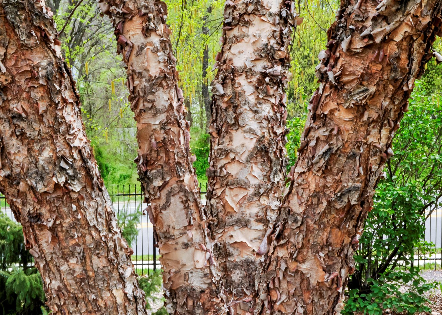 Betula nigra 'Cully' Heritage™ - river birch | Lewis Ginter Botanical ...