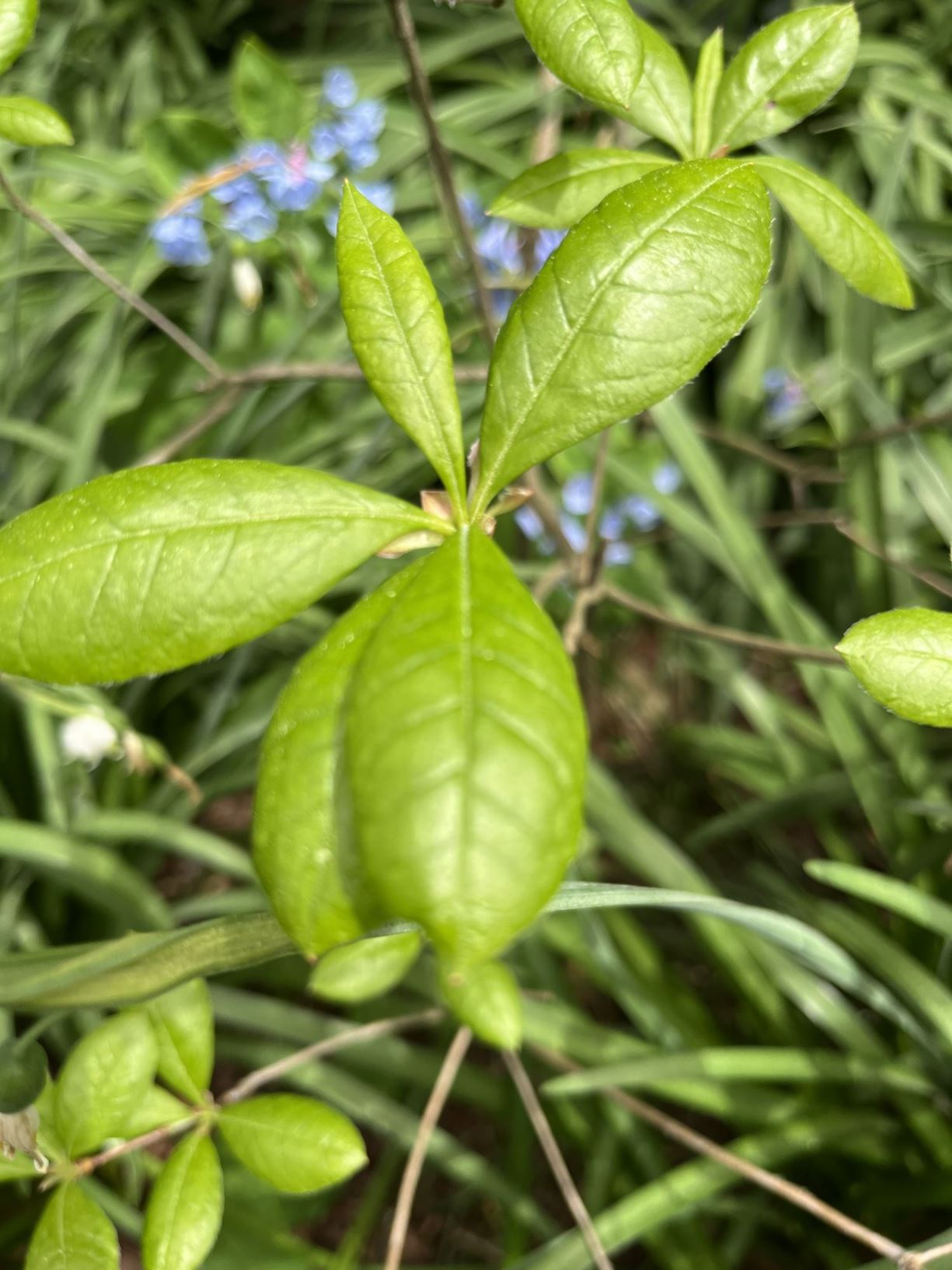 Rhododendron arborescens - smooth azalea, sweet azalea | Lewis Ginter ...