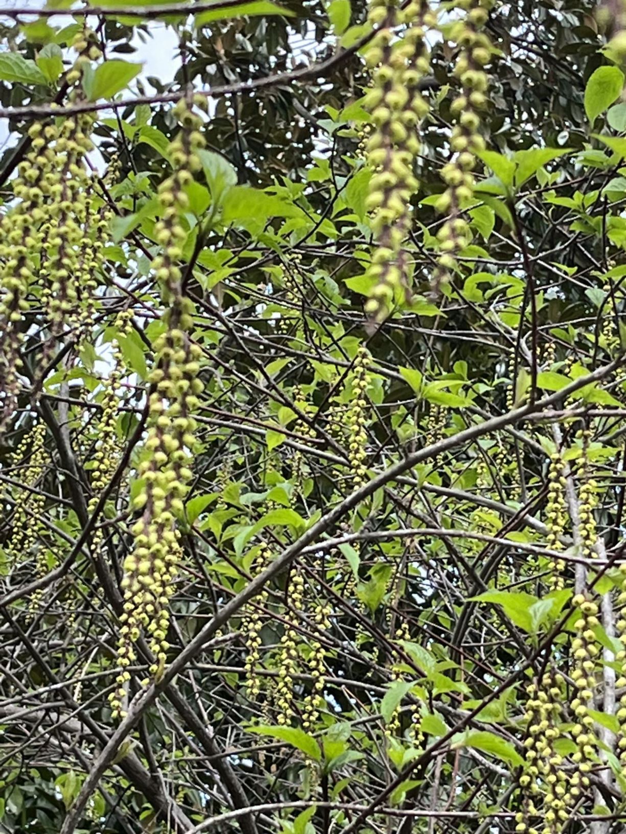 Stachyurus praecox - stachyurus | Lewis Ginter Botanical Garden ...