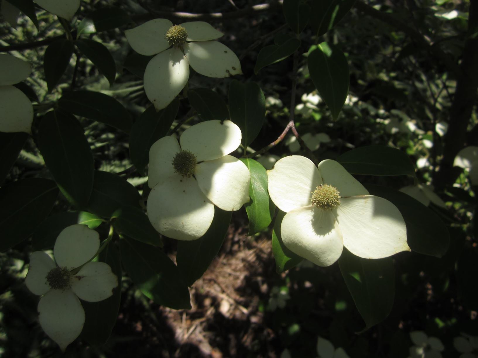 Cornus angustata 'Elsbry' Empress of China ® - Chinese Evergreen ...