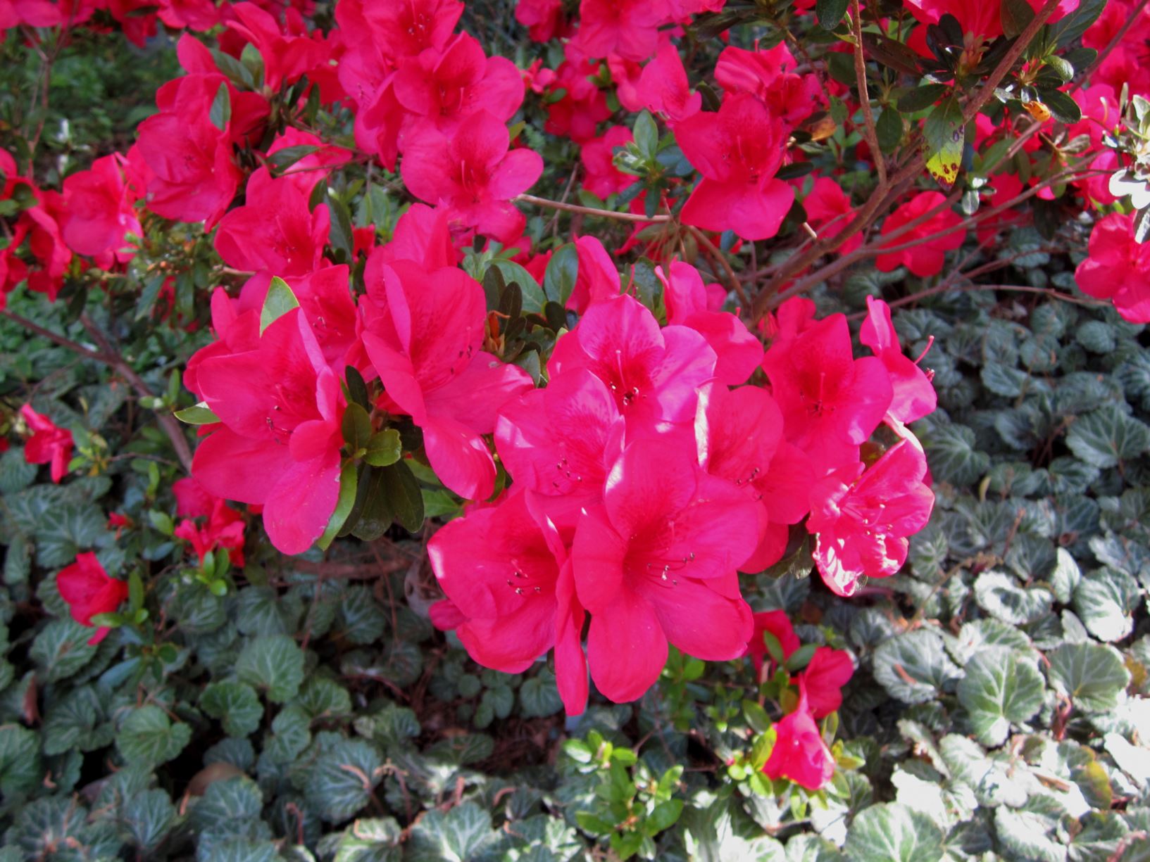 Rhododendron 'Red Slippers' - evergreen azalea | Lewis Ginter Botanical ...