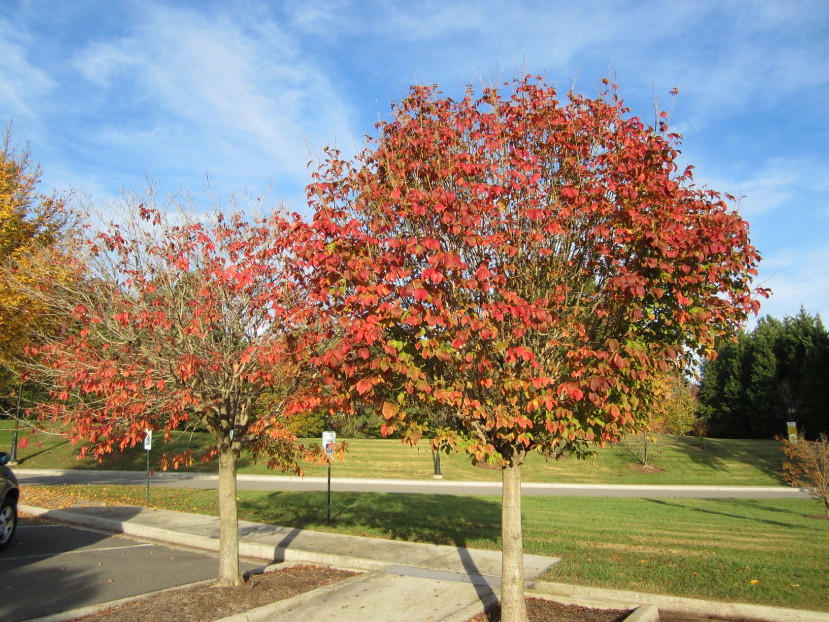 Acer henryi - Henry's Maple | Lewis Ginter Botanical Garden - Richmond ...