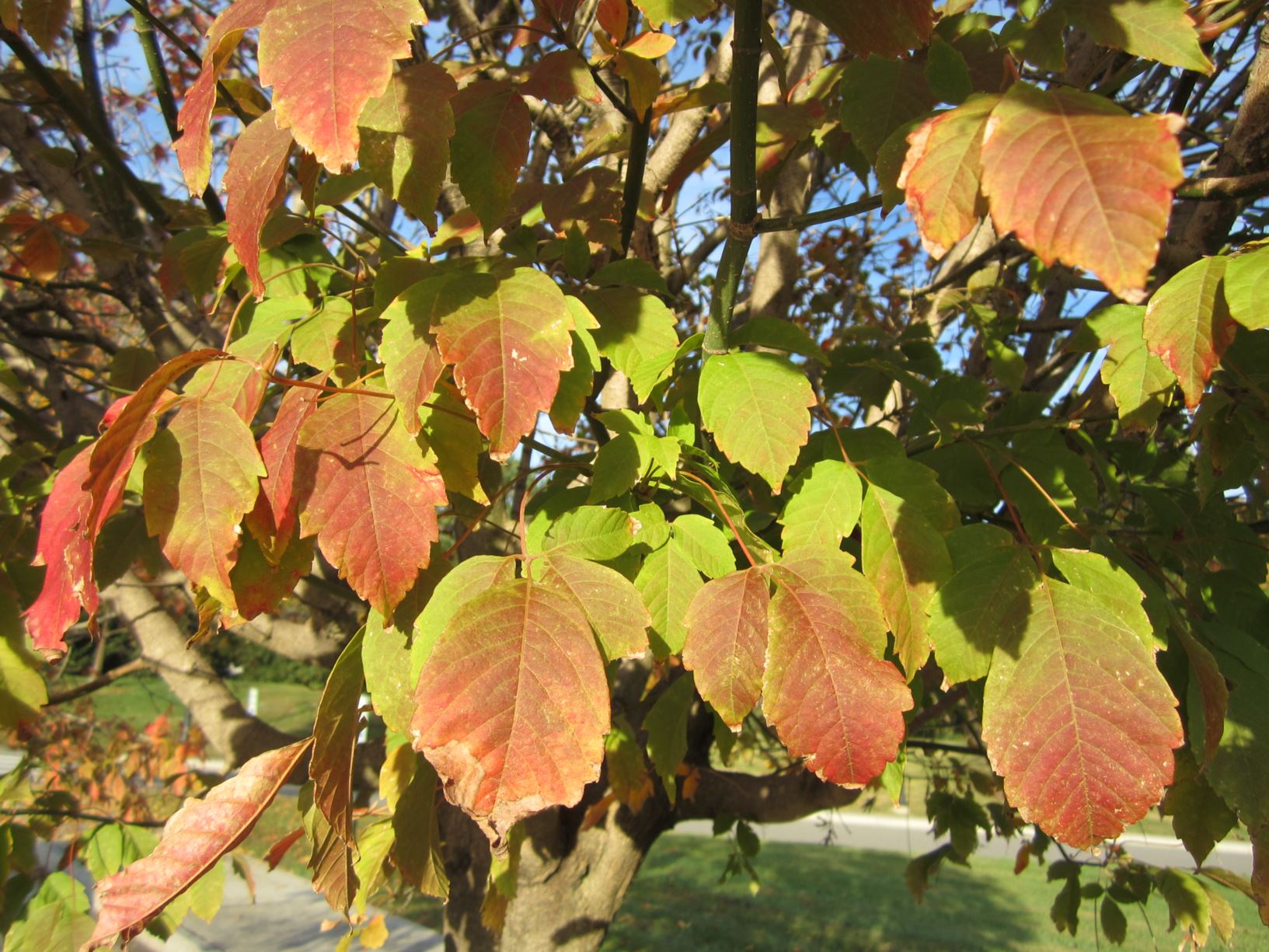 Acer henryi - Henry's Maple | Lewis Ginter Botanical Garden - Richmond ...