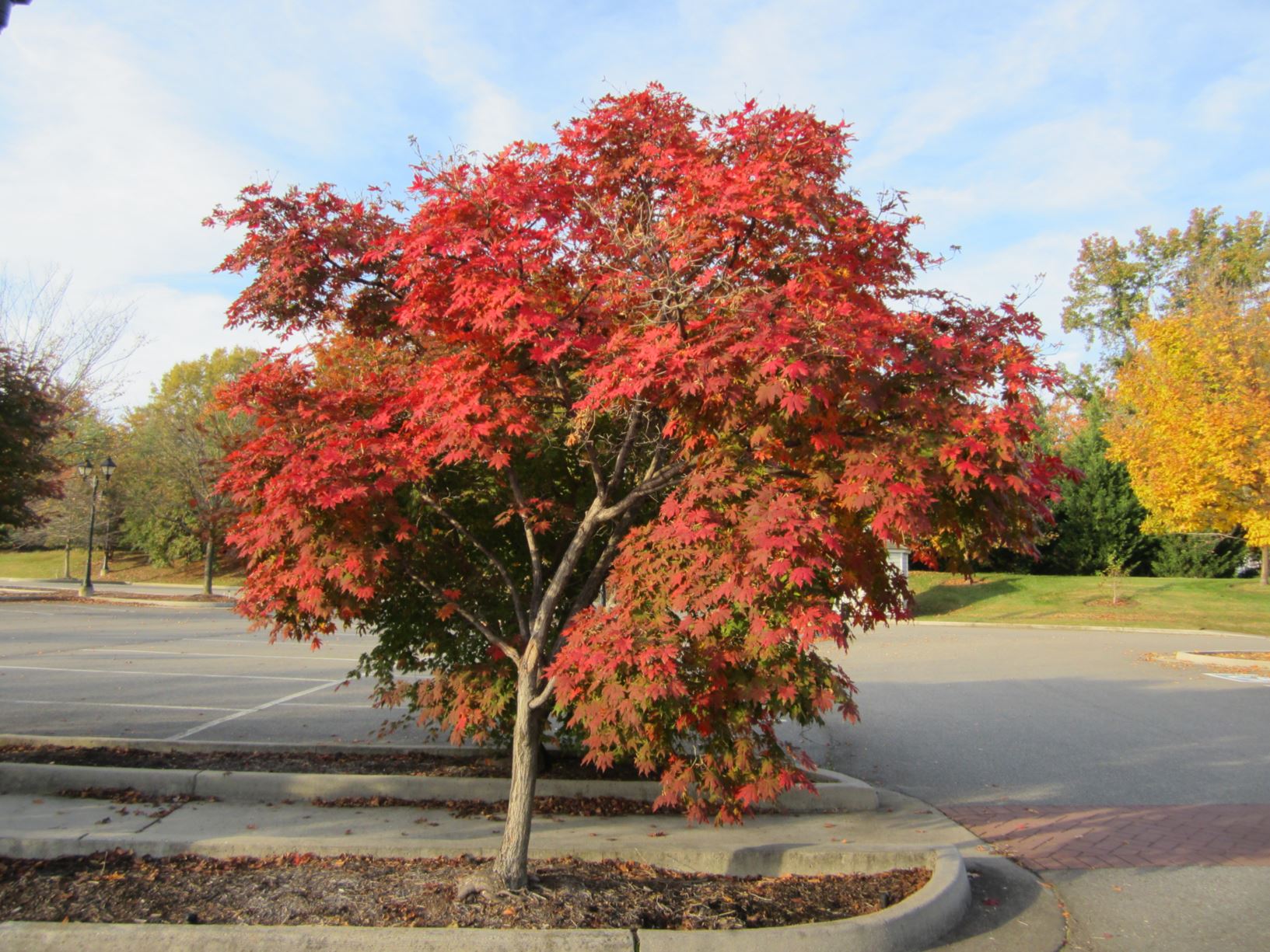 Acer pseudosieboldianum - Korean maple | Lewis Ginter Botanical Garden ...