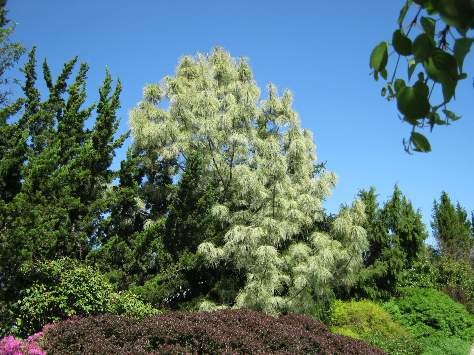 Pinus wallichiana 'Zebrina' - Himalayan Pine | Lewis Ginter Botanical ...