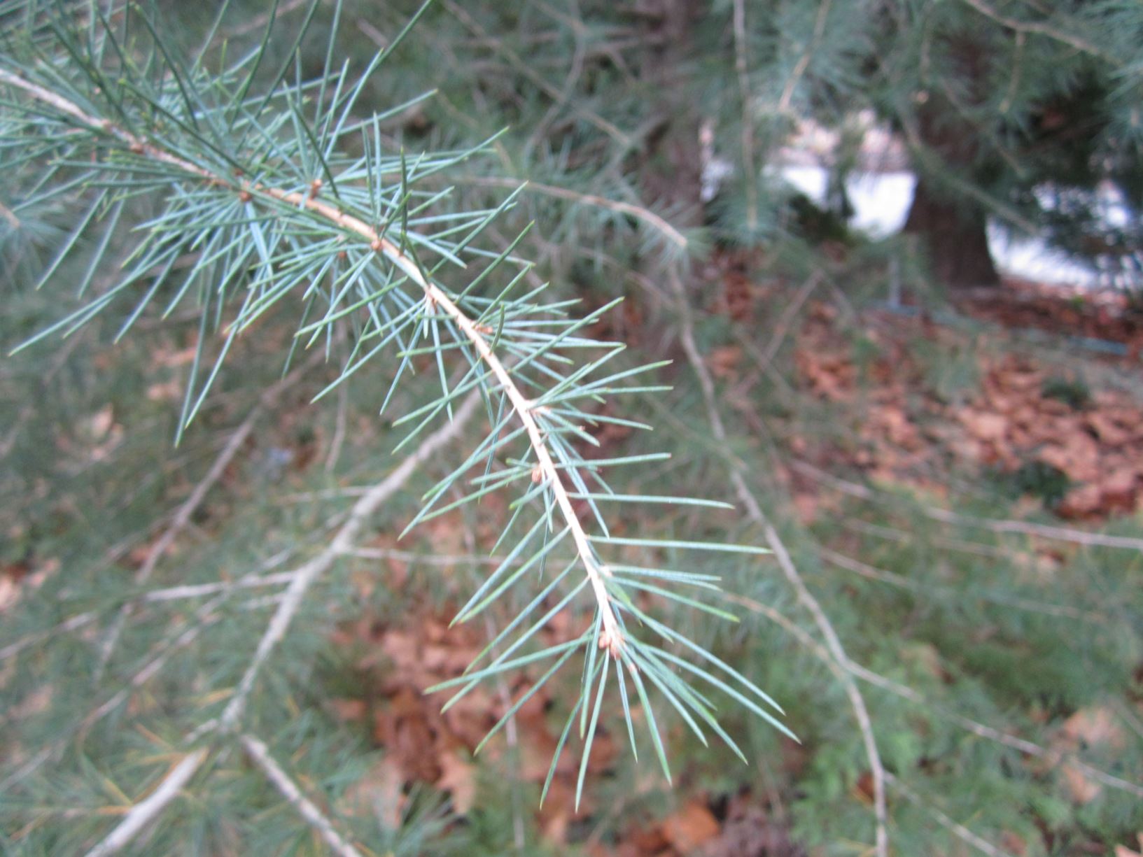 Cedrus deodara 'Cream Puff' - Deodar Cedar | Lewis Ginter Botanical ...