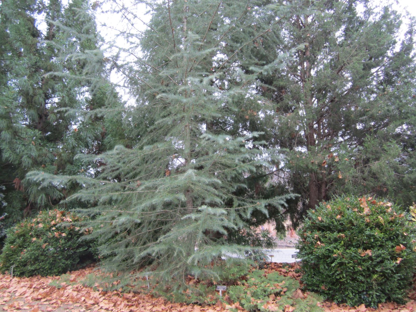 Cedrus deodara 'Cream Puff' - Deodar Cedar | Lewis Ginter Botanical ...