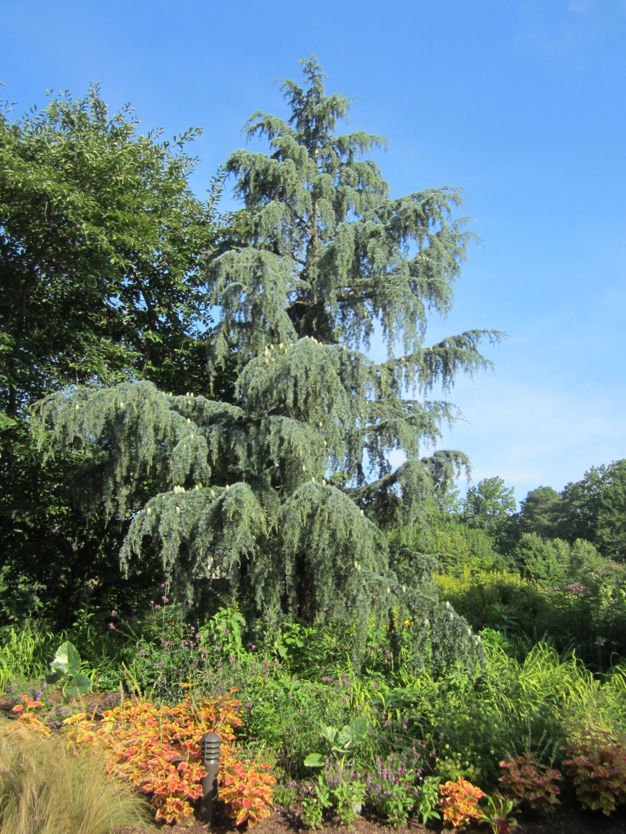 Cedrus atlantica 'Glauca' - Atlas cedar, blue Atlas cedar | Lewis Ginter Botanical Garden ...