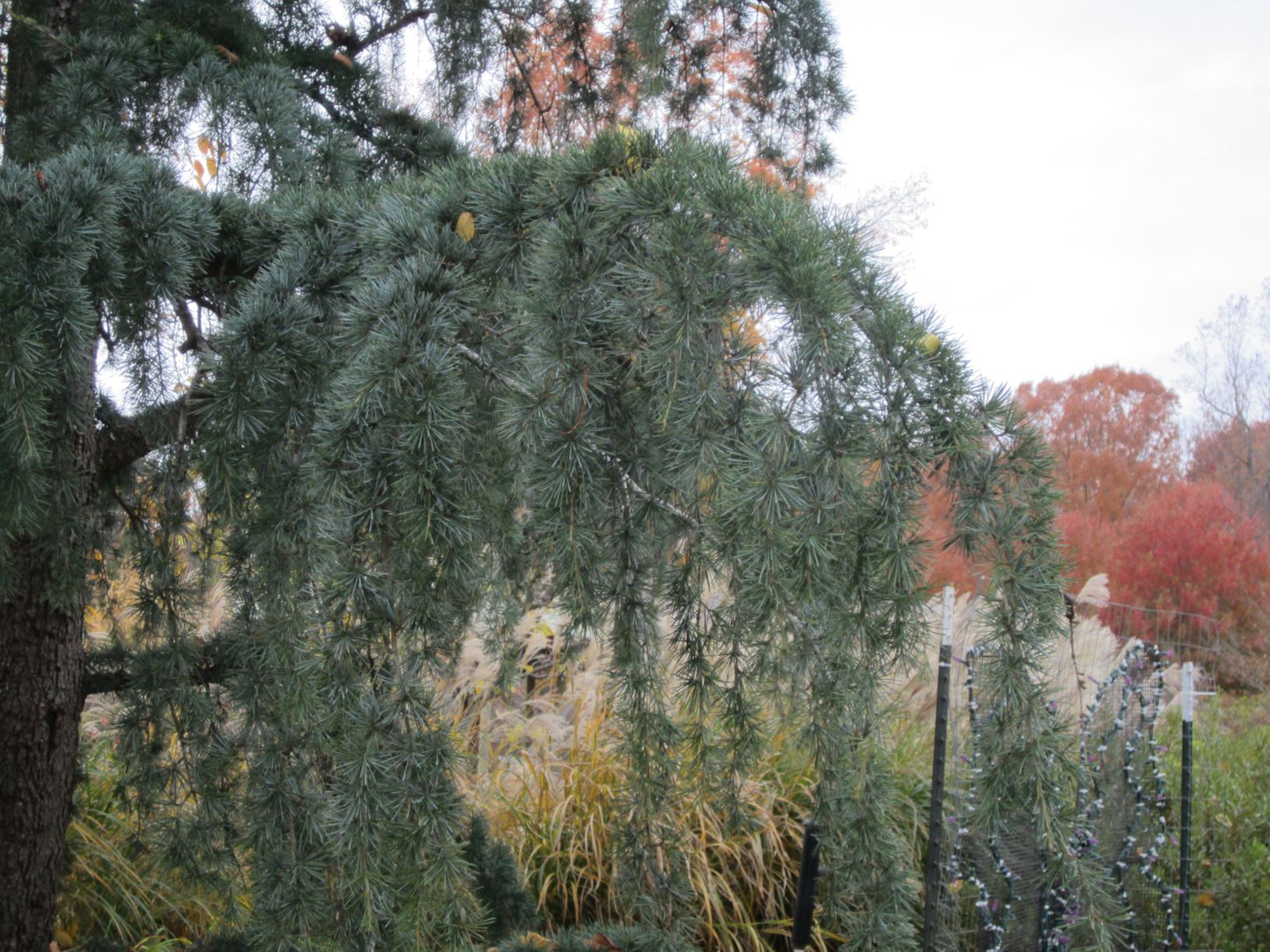 Cedrus atlantica 'Glauca' - Atlas cedar, blue Atlas cedar | Lewis ...