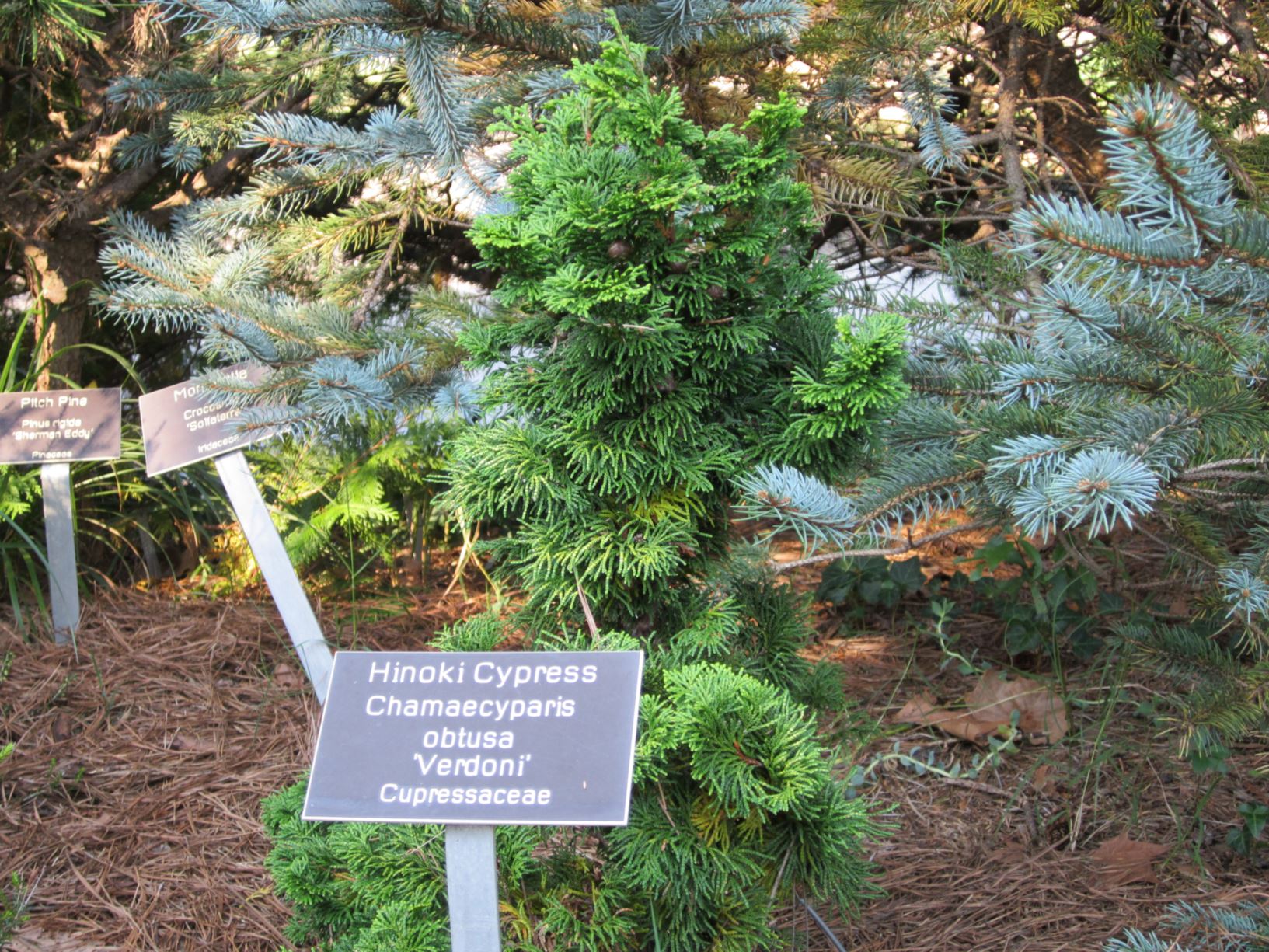 Chamaecyparis obtusa 'Verdoni' - hinoki cypress | Lewis Ginter ...