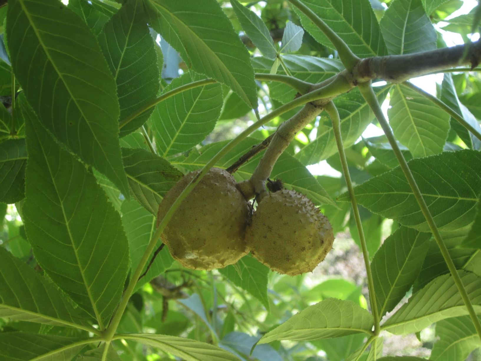 Aesculus flava - sweet buckeye, yellow buckeye | Lewis Ginter Botanical ...