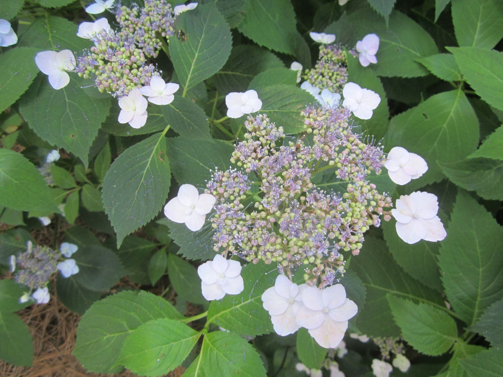 Hydrangea serrata 'Blue Billow' - hydrangea | Lewis Ginter Botanical ...