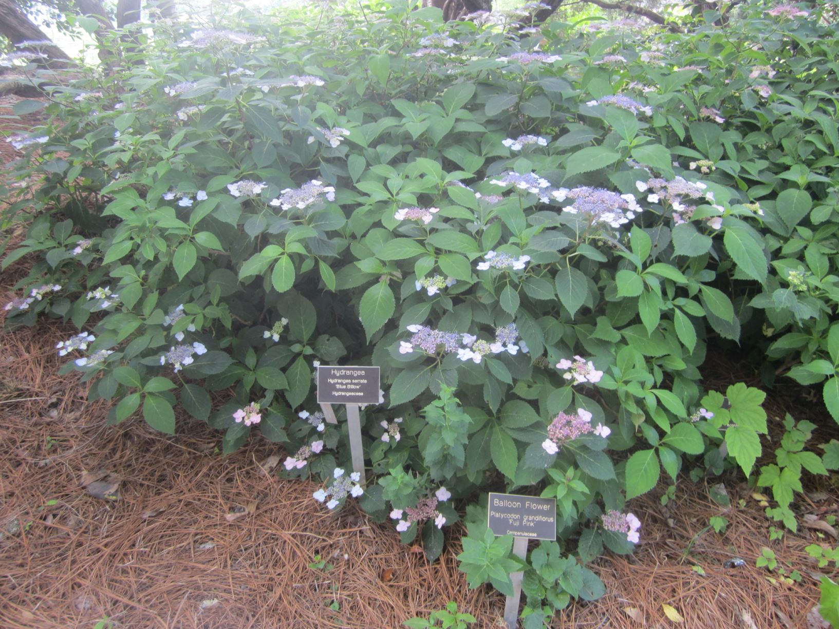 Hydrangea serrata 'Blue Billow' - hydrangea | Lewis Ginter Botanical ...