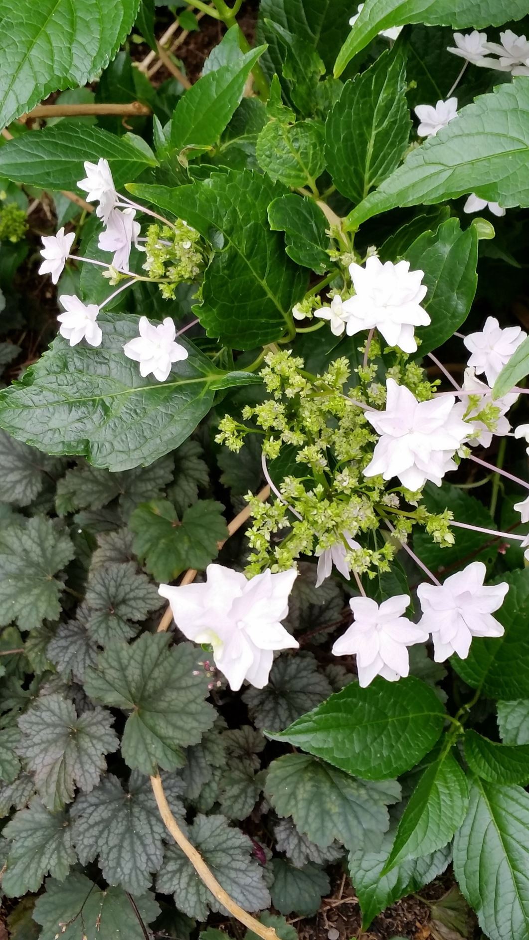 Hydrangea macrophylla 'Shooting Star' - Bigleaf Hydrangea | Lewis ...