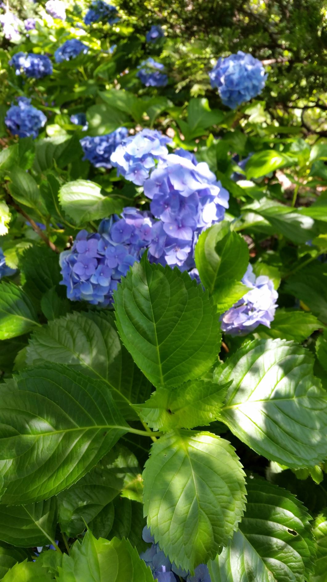 Hydrangea macrophylla 'Altona' - bigleaf hydrangea | Lewis Ginter ...