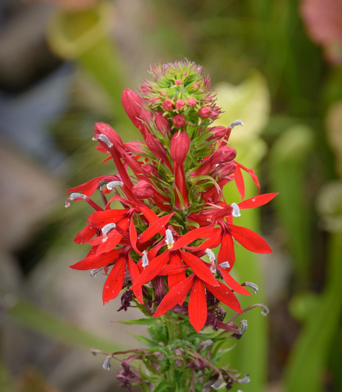 Lobelia cardinalis - cardinal flower | Lewis Ginter Botanical Garden ...