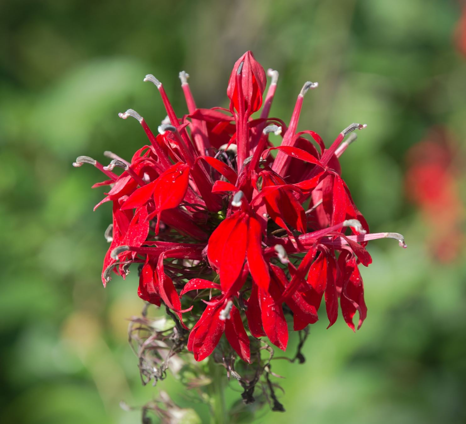 Lobelia cardinalis - cardinal flower | Lewis Ginter Botanical Garden ...