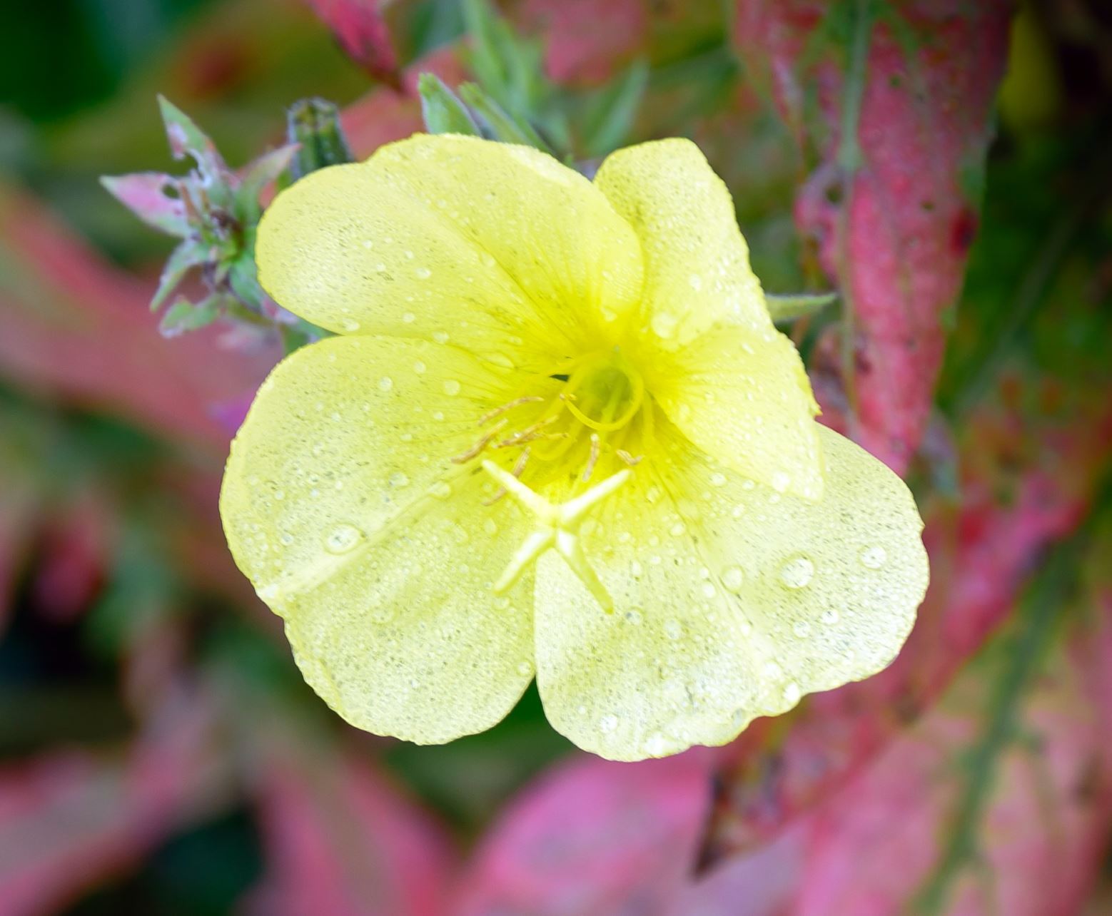 Oenothera biennis - Common Evening Primrose | Lewis Ginter Botanical ...